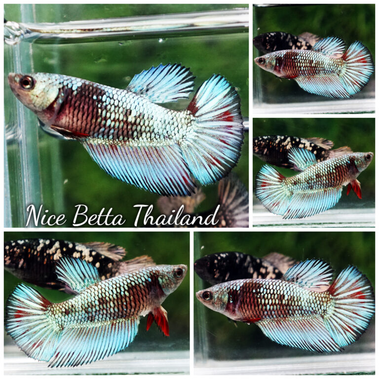 Turquoise betta fish for Sale - nicebettathailand.com