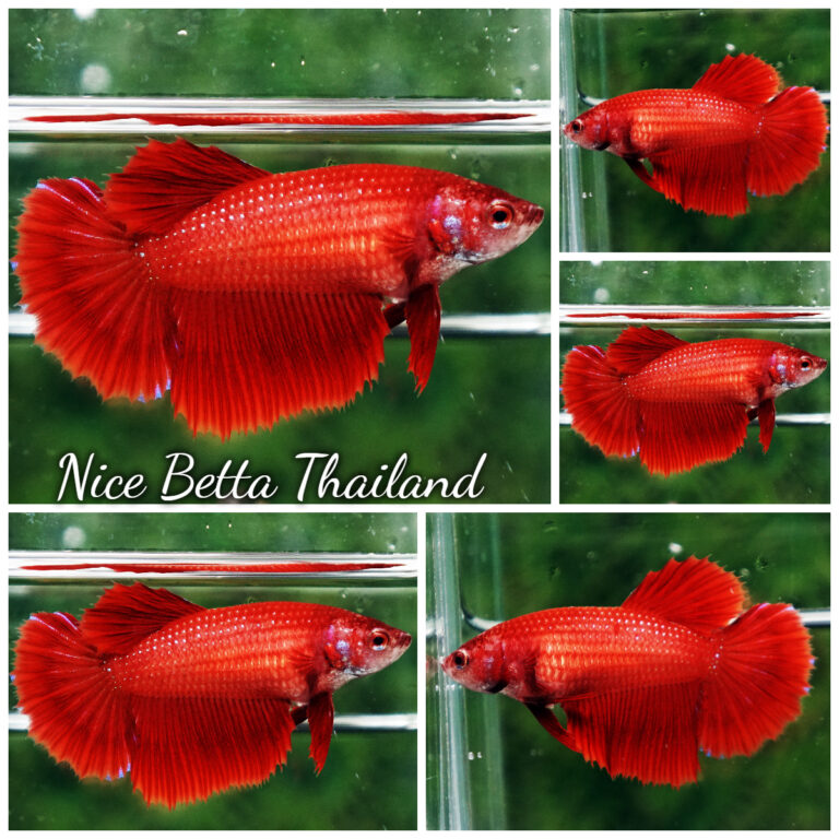 Betta fish Female Super Red HM - nicebettathailand.com