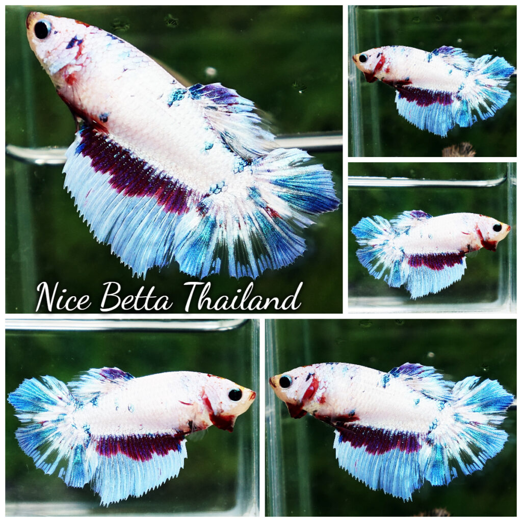 Betta fish Female Fancy Dragon HM - nicebettathailand.com