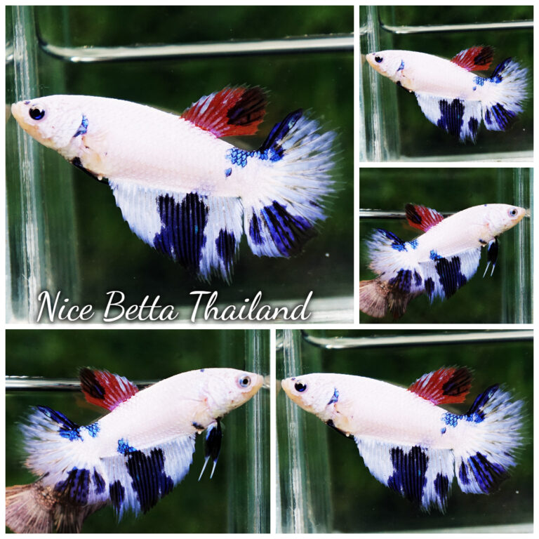 Betta fish Female Fancy Blue Marble HM - nicebettathailand.com