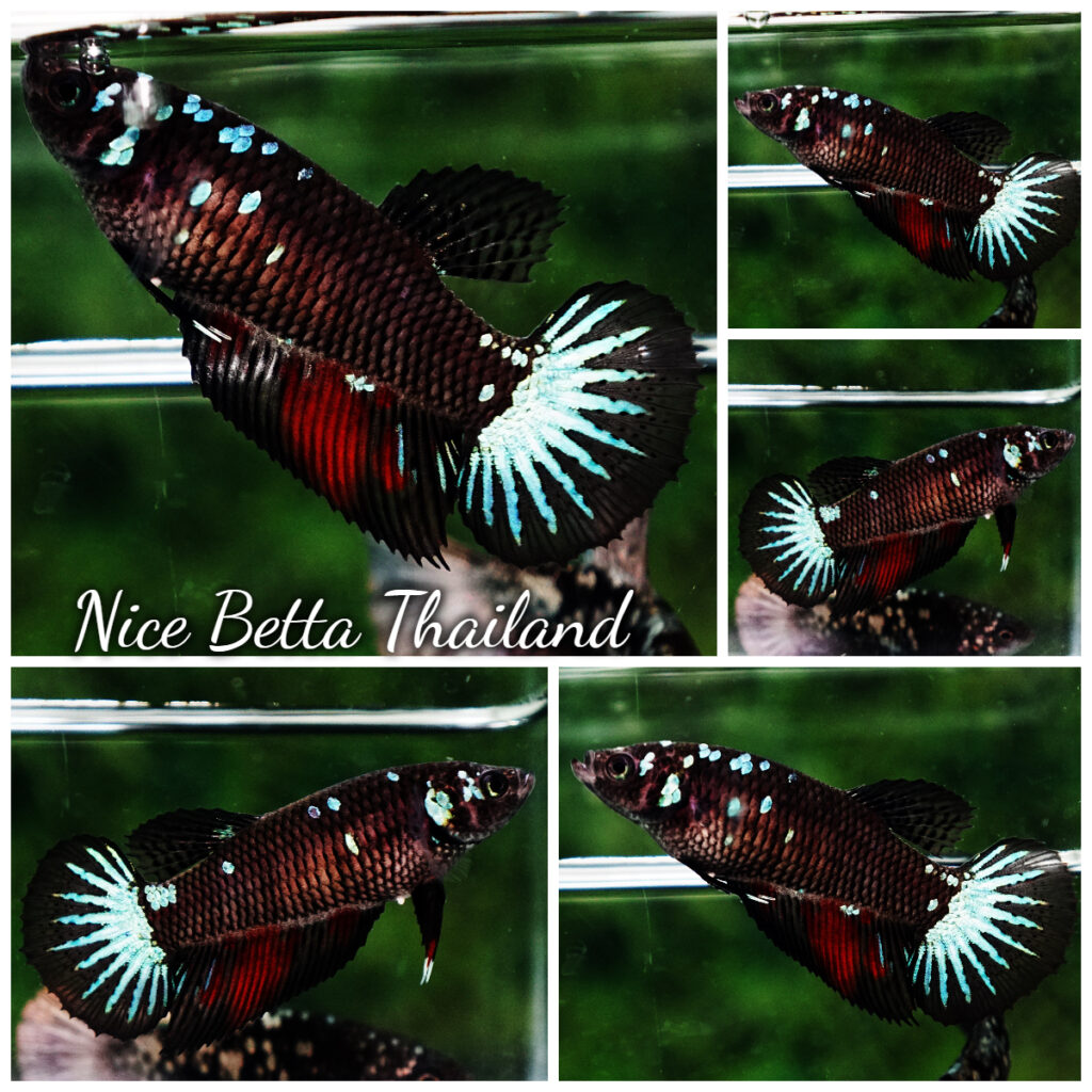 Star betta fish for Sale - nicebettathailand.com