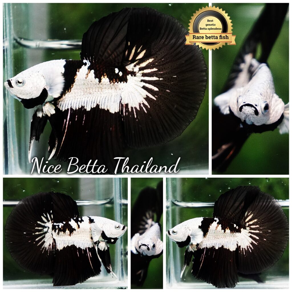 Betta fish Killer Shadow Black Star Samurai (Ultra Rare) HM ...