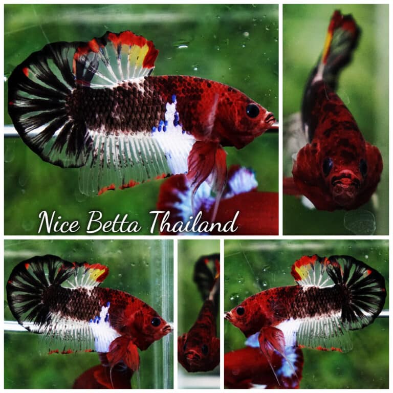 Koi Betta Fish for Sale - nicebettathailand.com