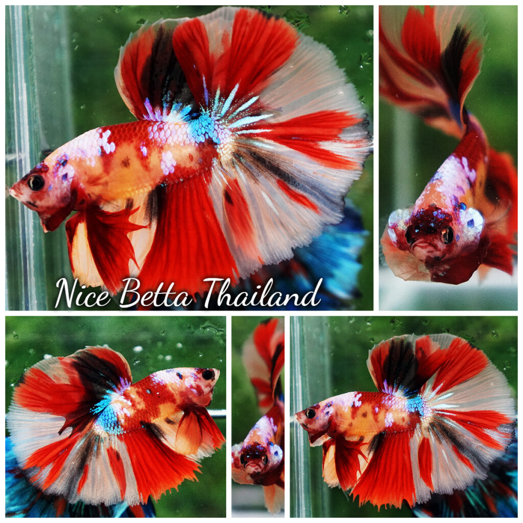 Betta fish Candy Nemo Classic OHM - nicebettathailand.com