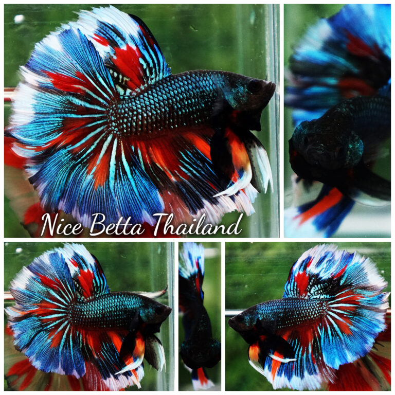Candy betta fish for Sale - nicebettathailand.com