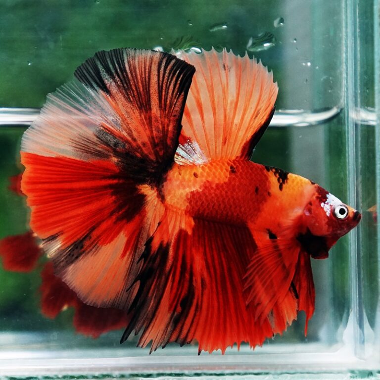 Betta fish Tiger Nemo on Fire Sky Hawk OHM - nicebettathailand.com