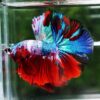 Betta fish Fancy Red Multicolors OHM - nicebettathailand.com