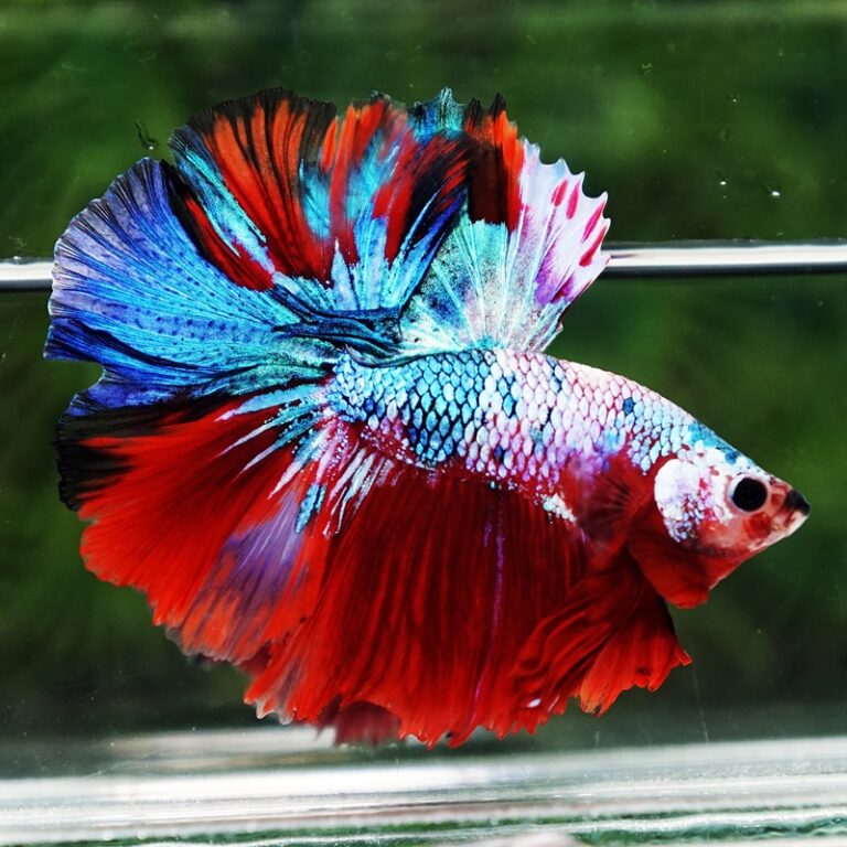 Betta fish Fancy Red Multicolors OHM - nicebettathailand.com