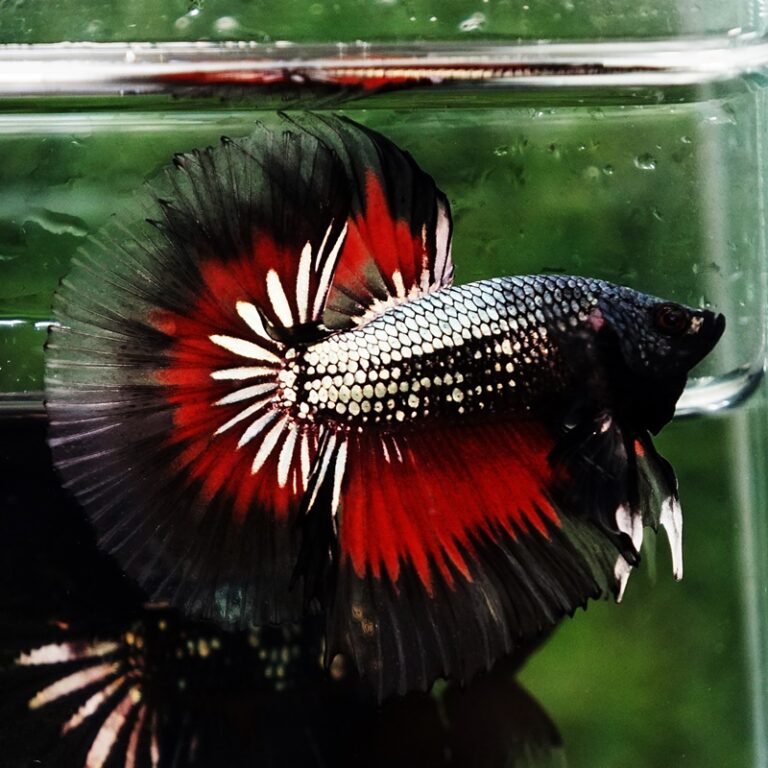 Copper Betta Fish for Sale - nicebettathailand.com