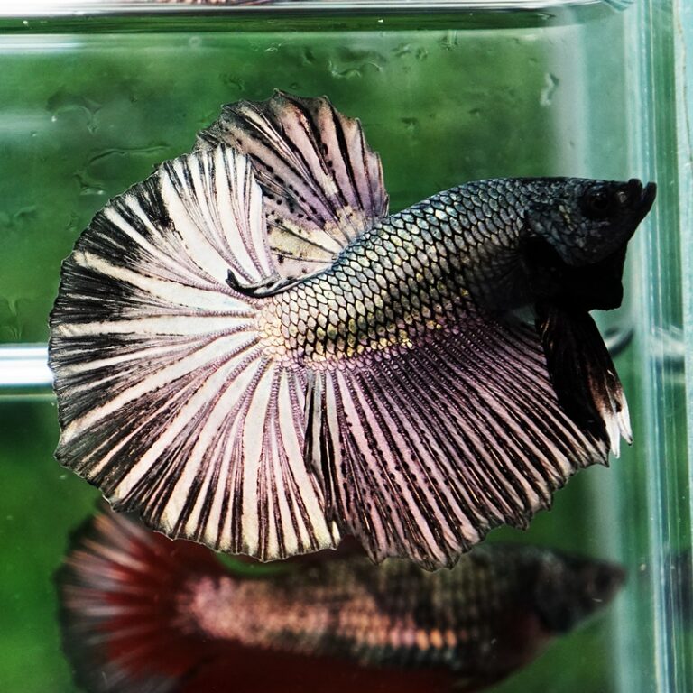 Betta fish Copper Gold Classic OHM - nicebettathailand.com