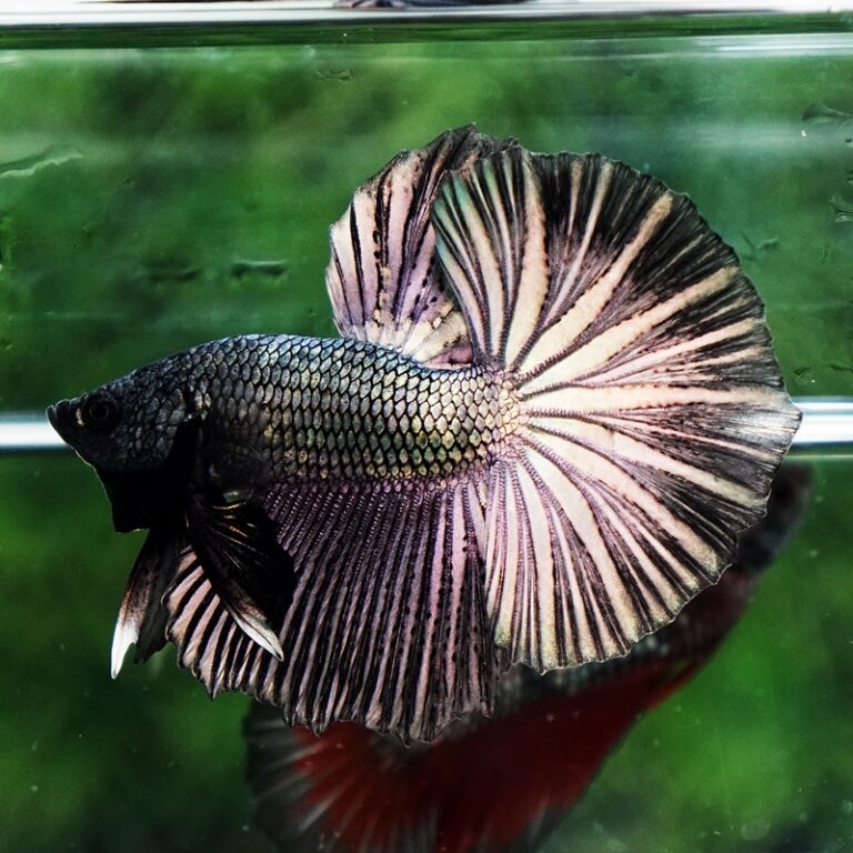 Betta fish Copper Gold Classic OHM - nicebettathailand.com