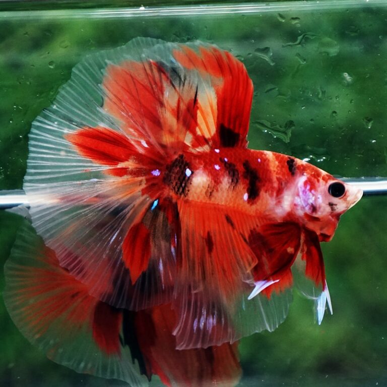 Betta fish Nemo Koi Classic HM - nicebettathailand.com