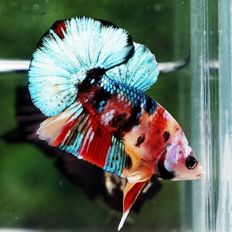 Candy betta fish for Sale - nicebettathailand.com