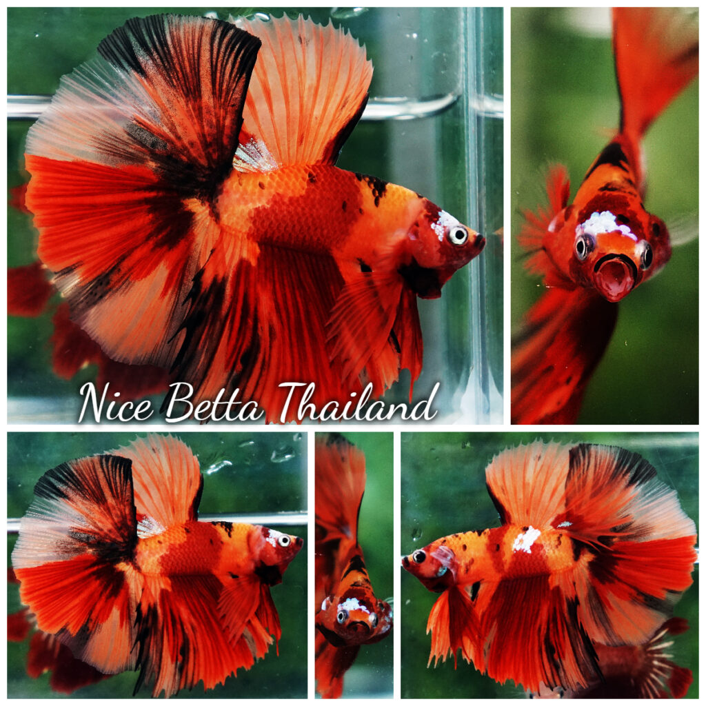 Betta fish Tiger Nemo on Fire Sky Hawk OHM - nicebettathailand.com