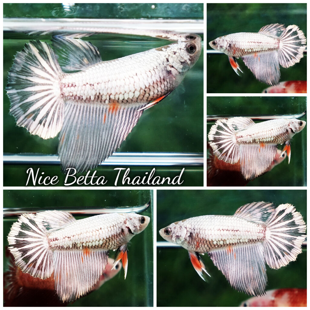 Betta fish Female Seasmoke Dragon on Fire HM - nicebettathailand.com