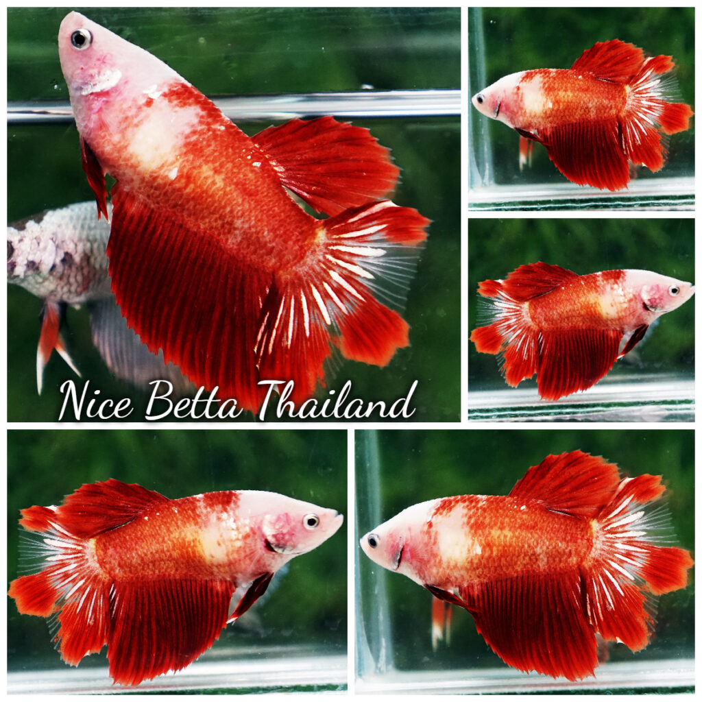 Betta fish Female Red Star Koi HM - nicebettathailand.com