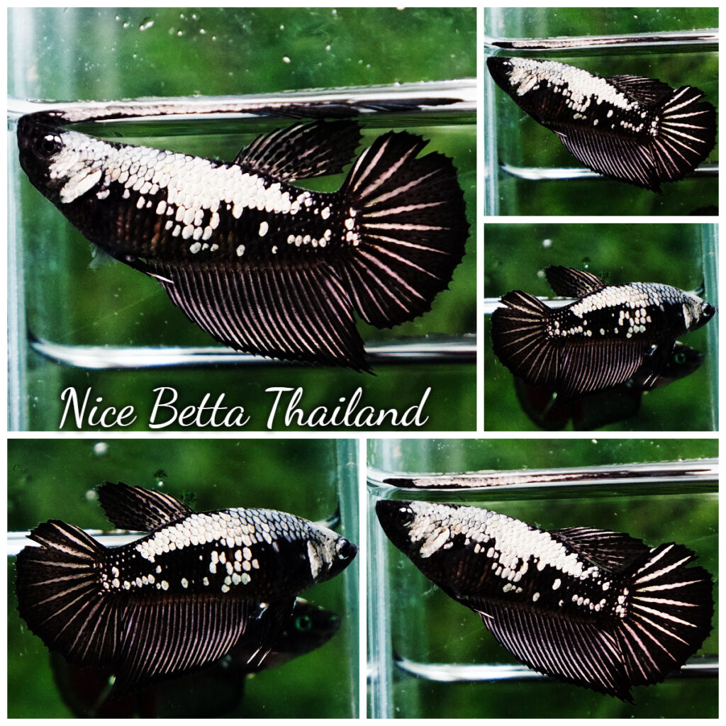 Samurai betta fish for Sale - nicebettathailand.com