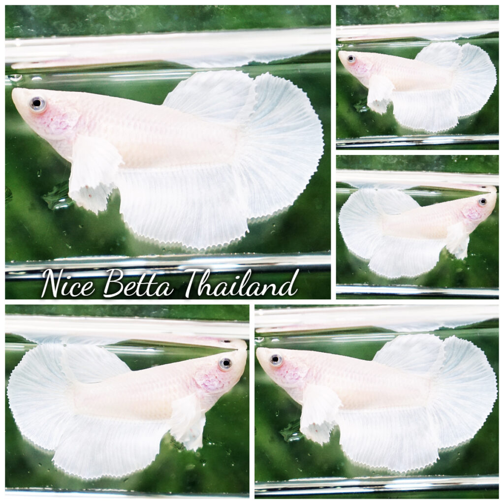White Betta Fish for Sale - nicebettathailand.com