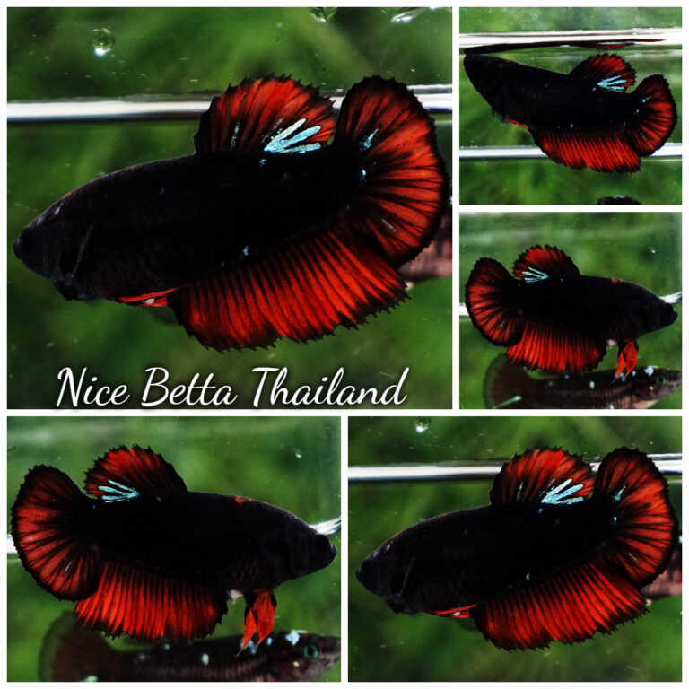 Black betta fish for Sale - nicebettathailand.com