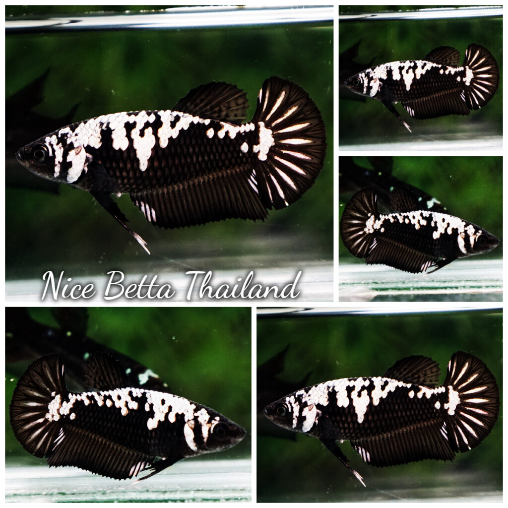 Samurai betta fish for Sale - nicebettathailand.com