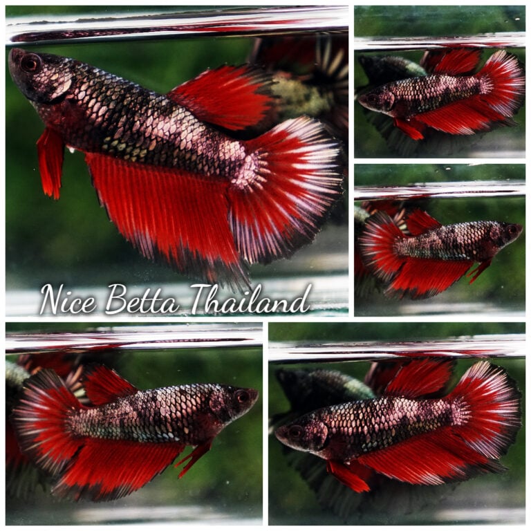 Avatar Betta Fish for Sale - nicebettathailand.com