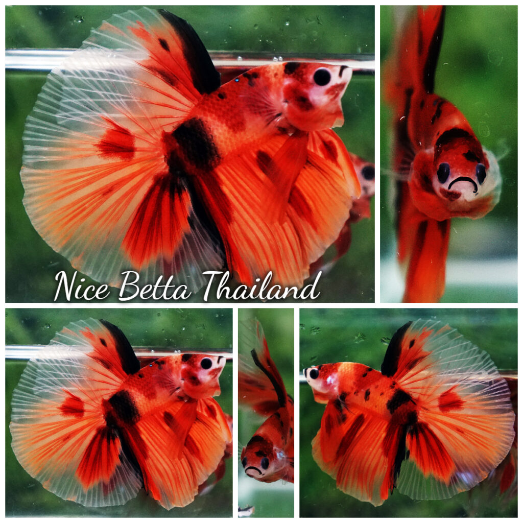 Betta fish Nemo Classic HM - nicebettathailand.com