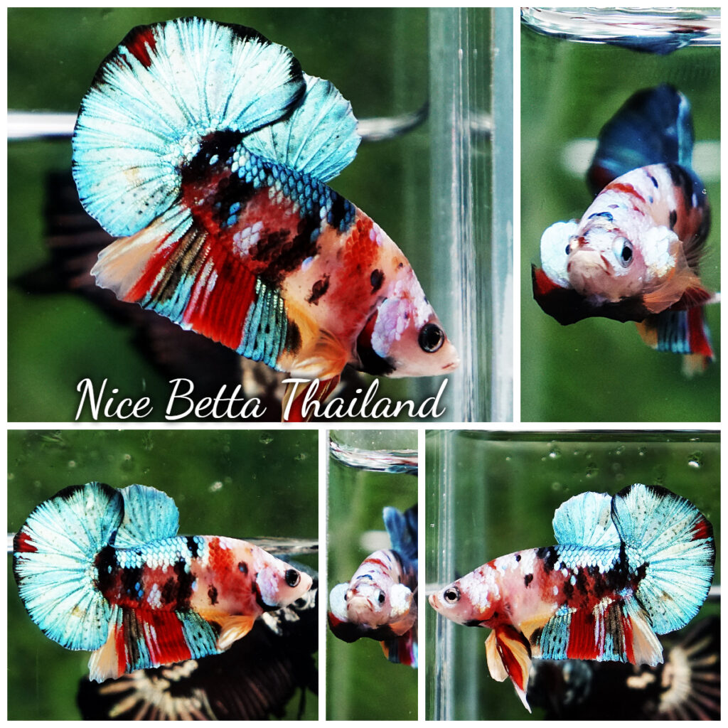 Betta fish Siam Candy Nemo OHMPK - nicebettathailand.com