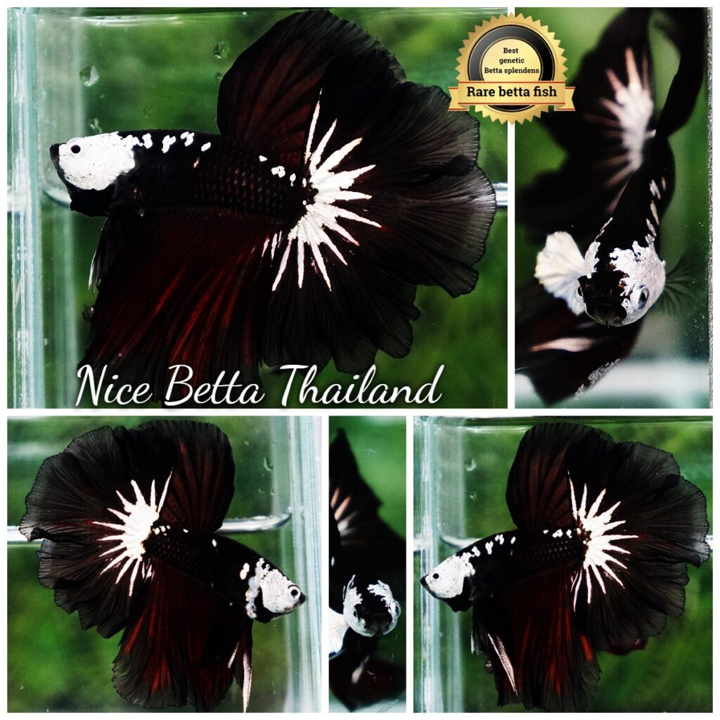 Samurai betta fish for Sale - nicebettathailand.com