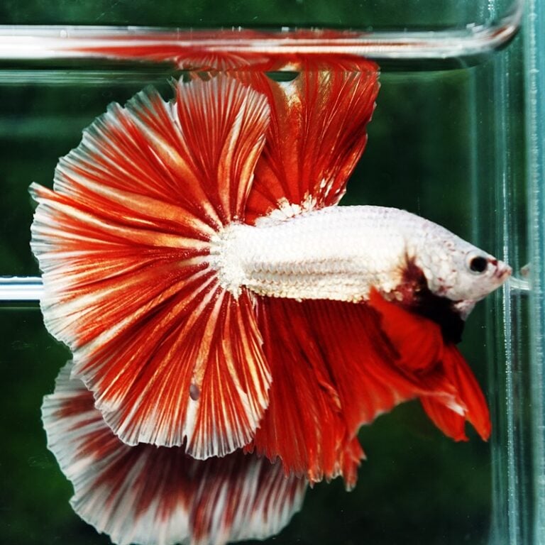 Betta fish Red Gold Dragon Sky Hawk OHM - nicebettathailand.com