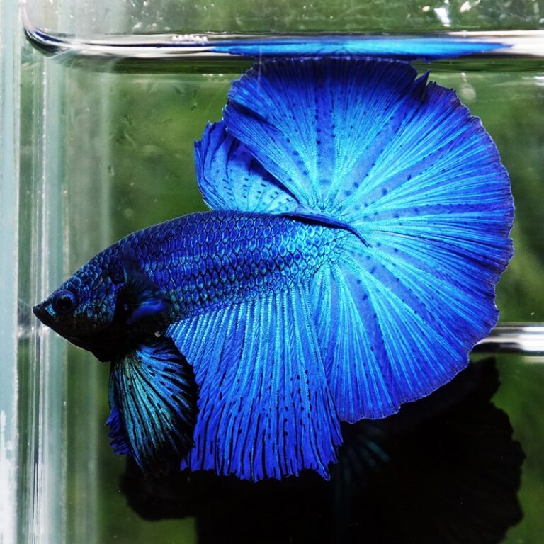 Betta fish Turquoise Classic OHM - nicebettathailand.com