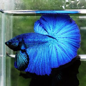 Betta fish Turquoise Classic OHM - nicebettathailand.com
