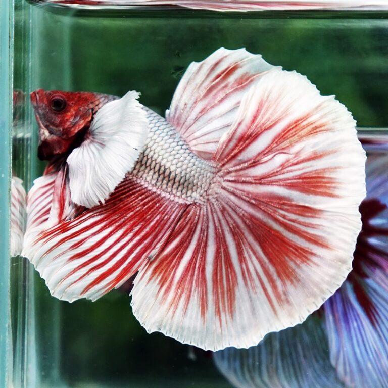 Betta fish Red Copper Salamander Dumbo HM - nicebettathailand.com