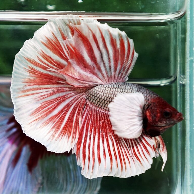 Betta fish Red Copper Salamander Dumbo HM - nicebettathailand.com