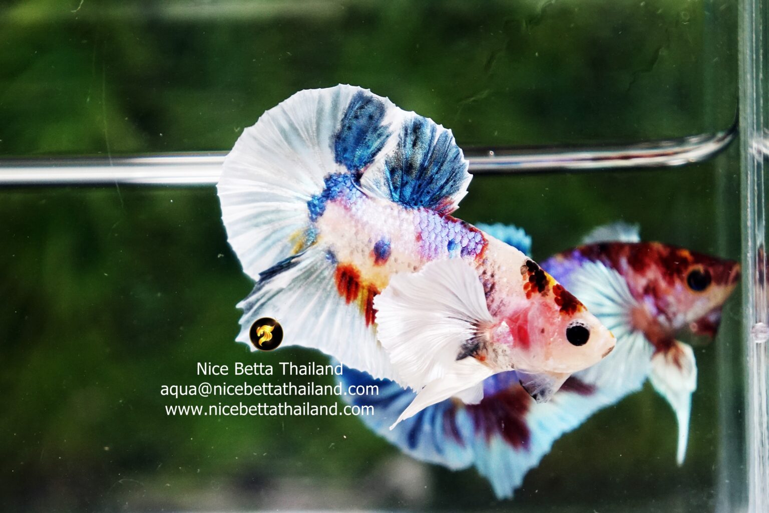 History of the dumbo betta fish