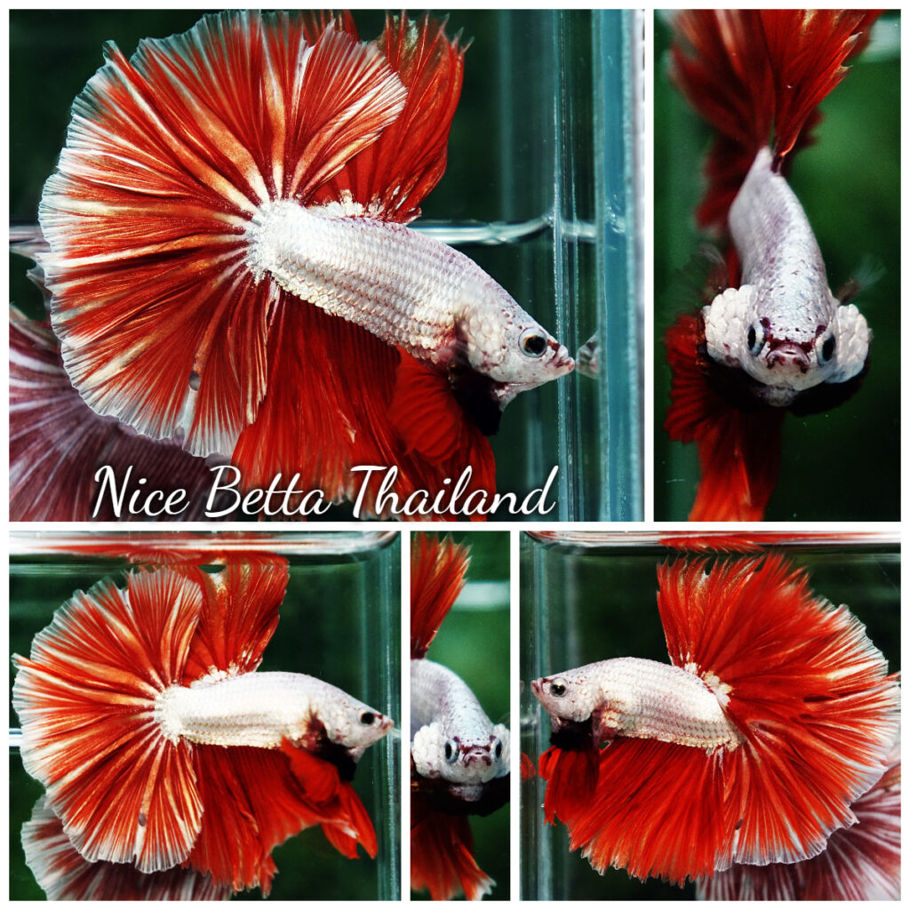 Betta fish Red Gold Dragon Sky Hawk OHM - nicebettathailand.com