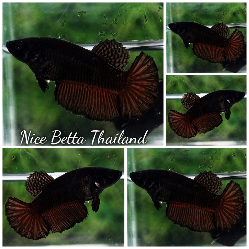 Betta fish Female Super Black HM - nicebettathailand.com