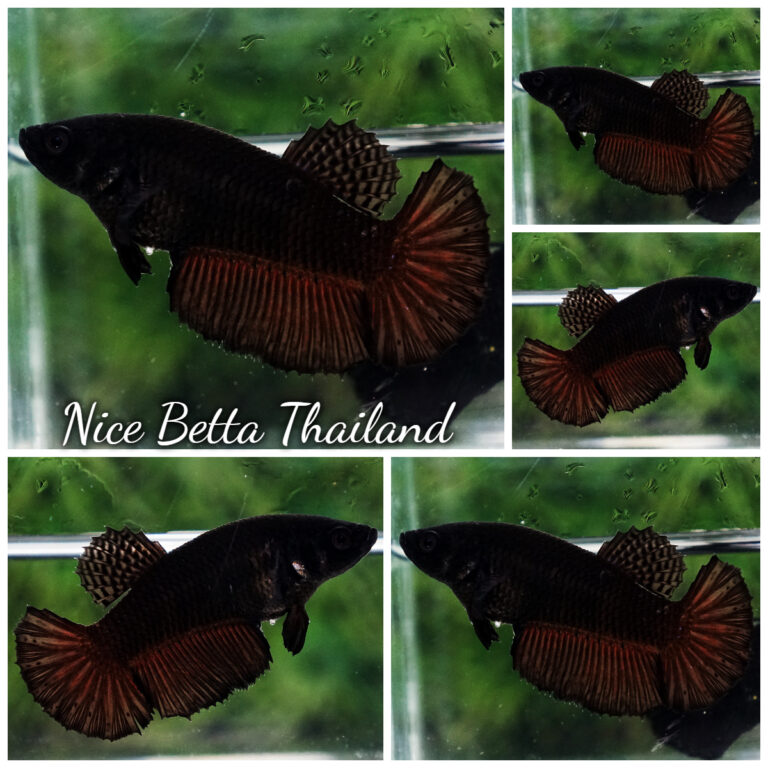Black betta fish for Sale - nicebettathailand.com