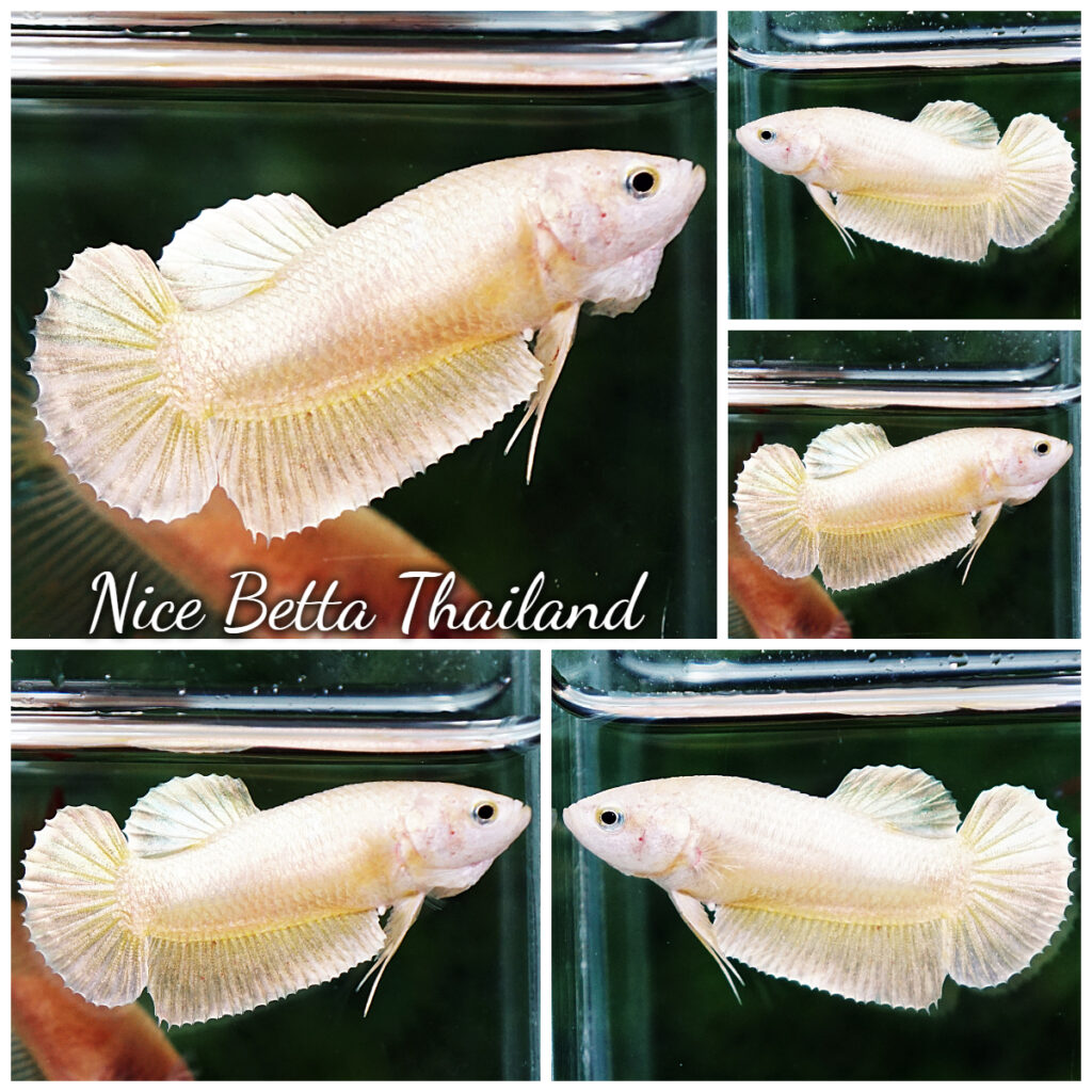 Betta fish Female Super Gold HMPK - nicebettathailand.com