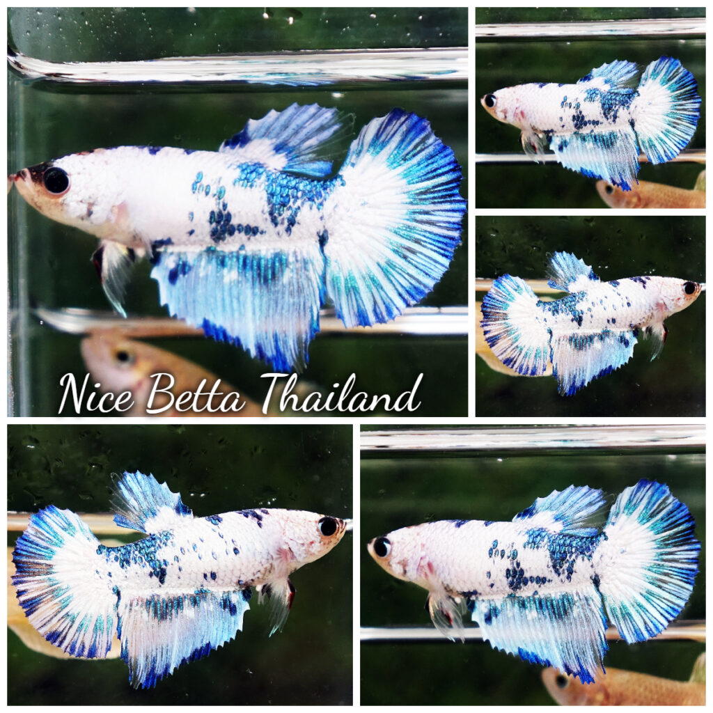 Betta fish Female Blue Marble HM - nicebettathailand.com