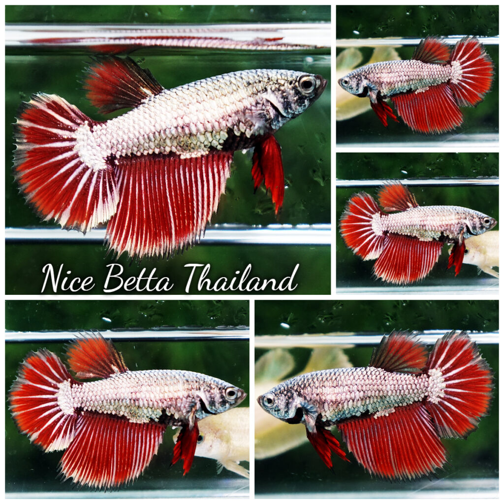 Betta fish Female Hell Copper HM - nicebettathailand.com