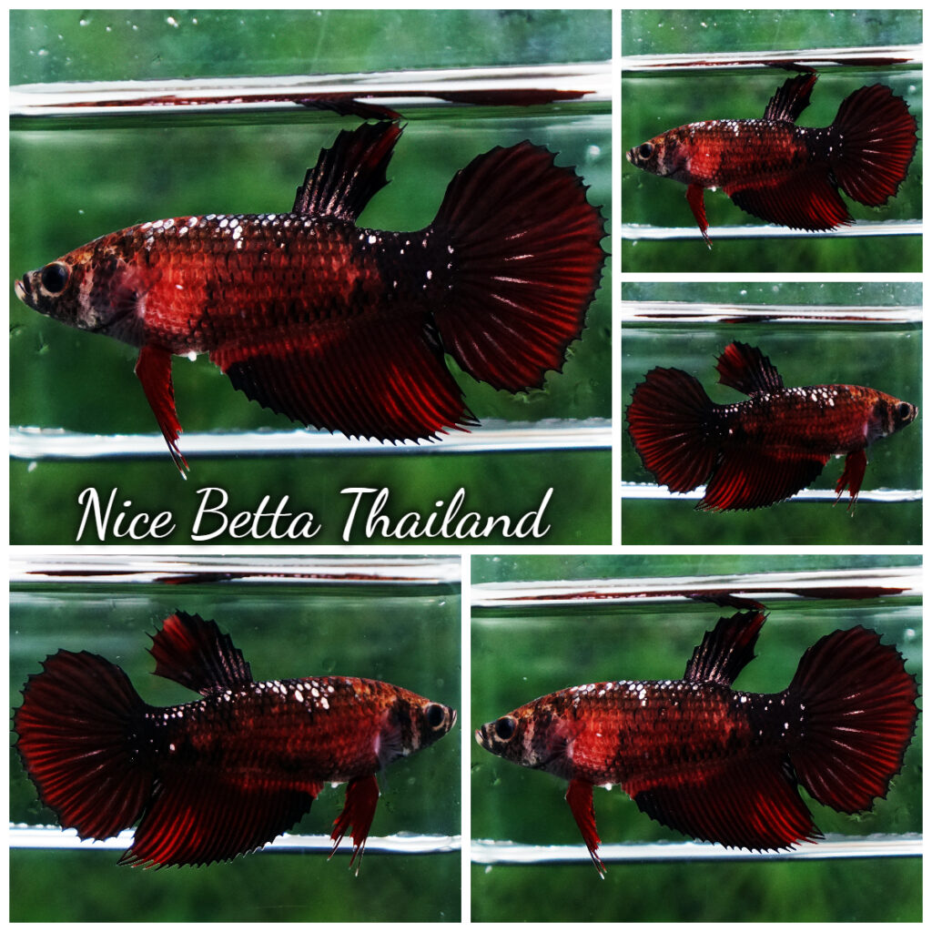 Betta fish Female Vampire Warriors HM - nicebettathailand.com