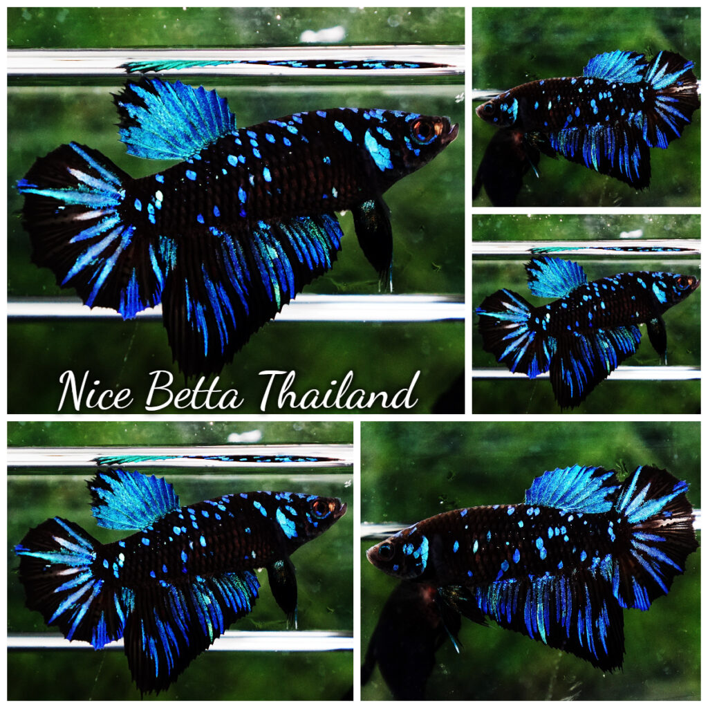 Avatar Betta Fish for Sale - nicebettathailand.com