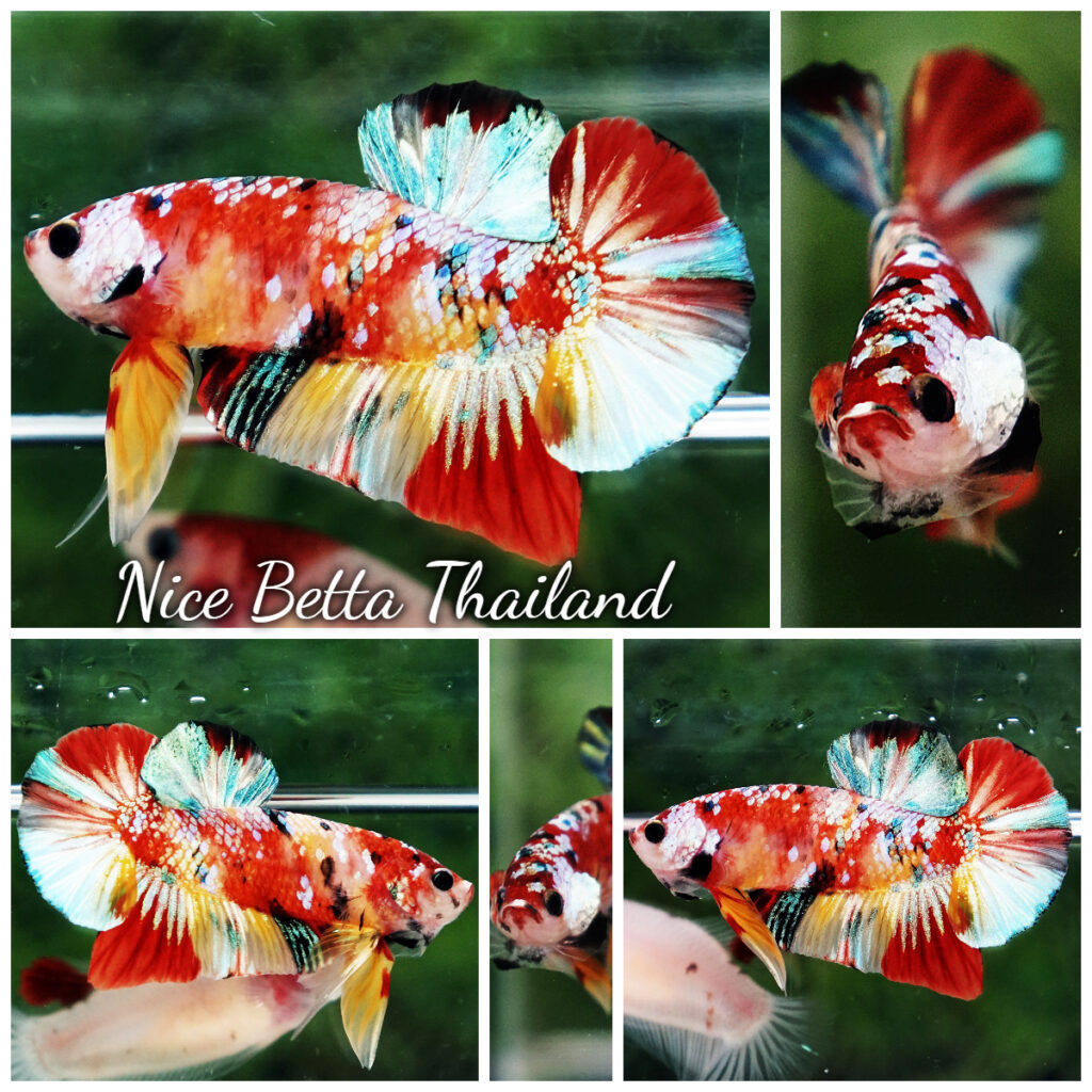 Betta fish Candy Nemo Koi Galaxy Yellow base HMPK - nicebettathailand.com