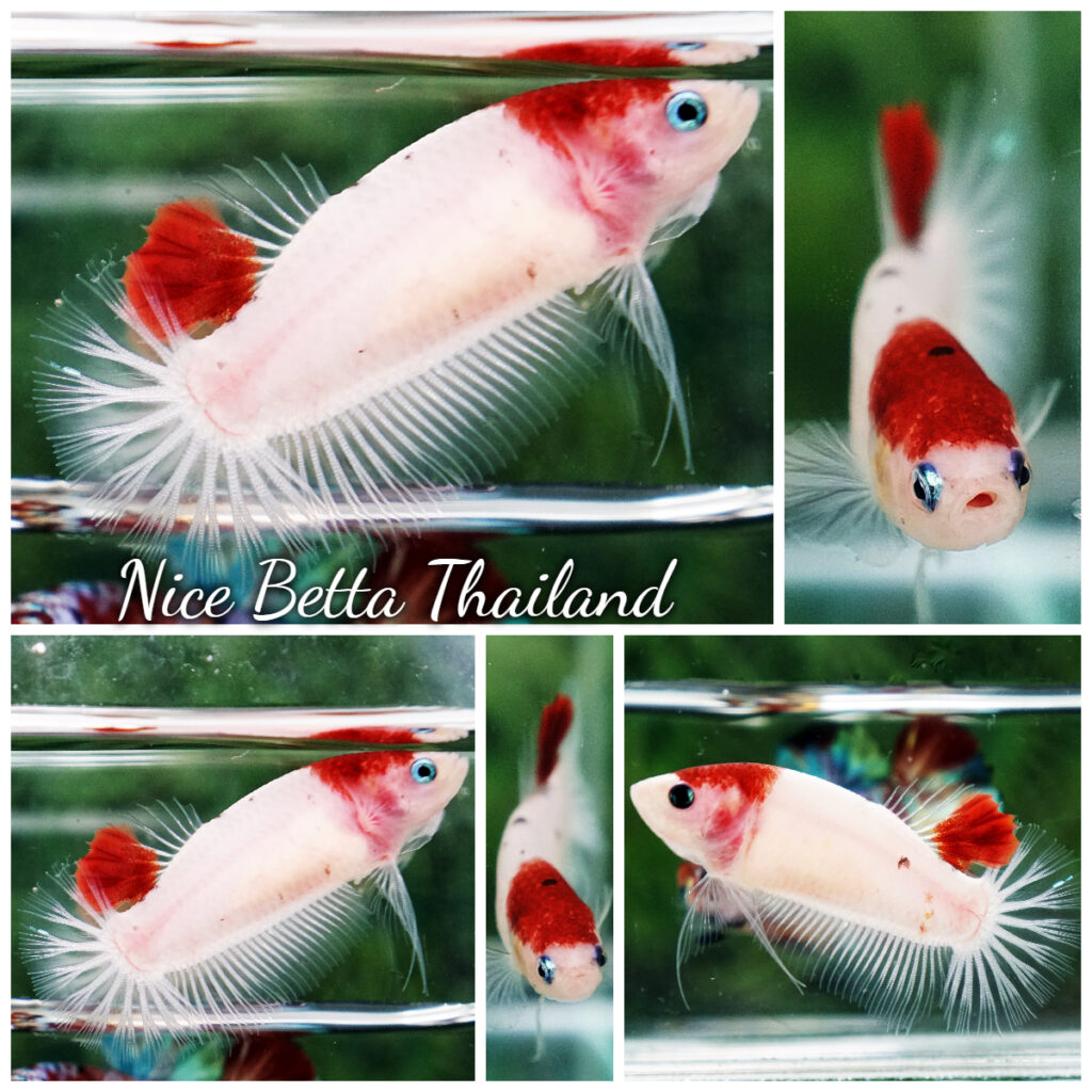 Betta fish shop - nicebettathailand.com