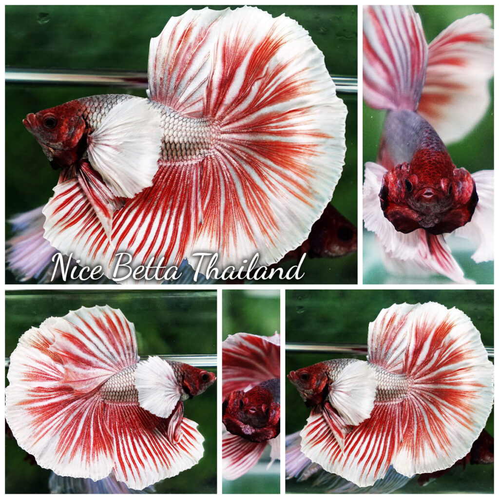 Betta fish Red Copper Salamander Dumbo HM - nicebettathailand.com