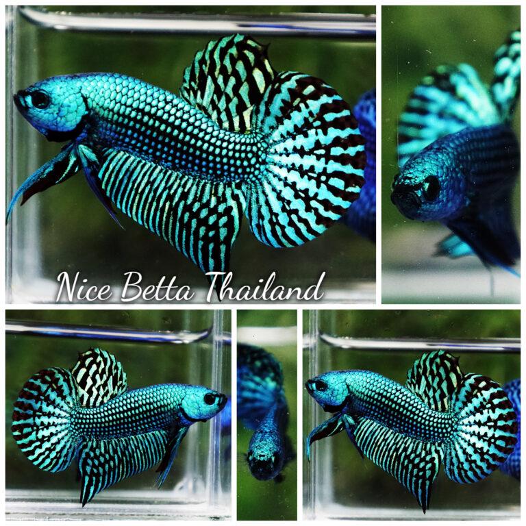 Green Betta Fish for Sale - nicebettathailand.com