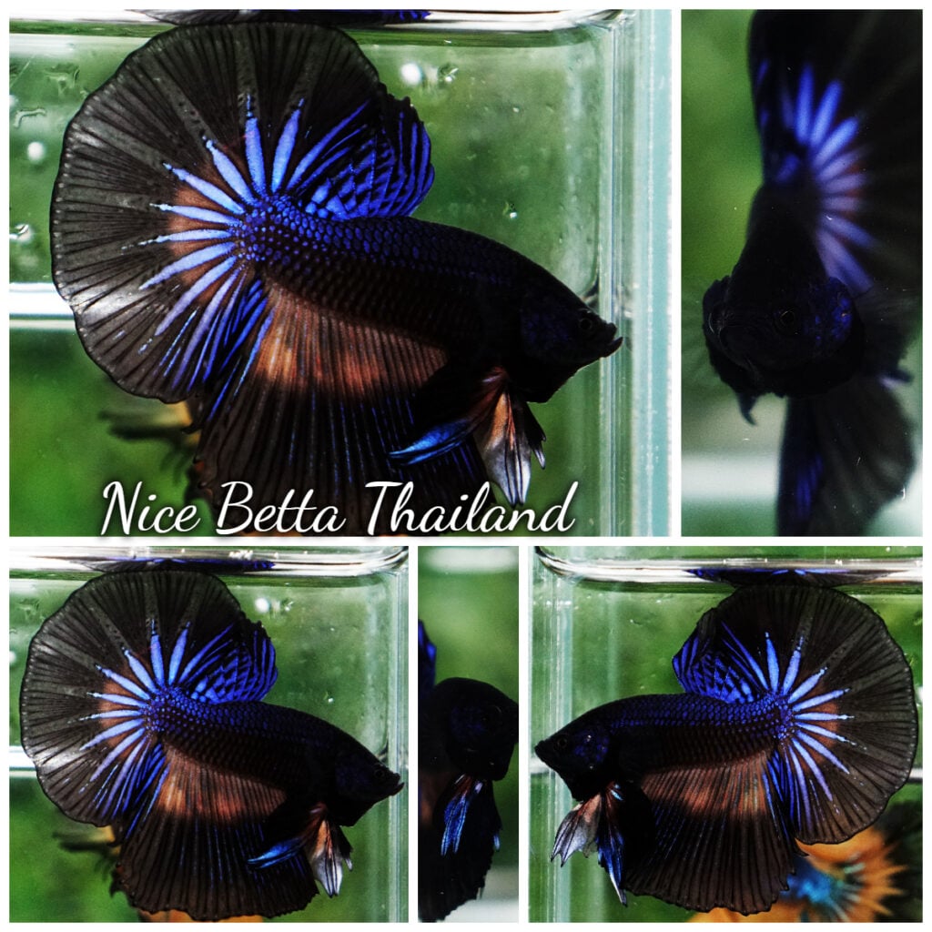 Half Moon Betta (HM) - nicebettathailand.com