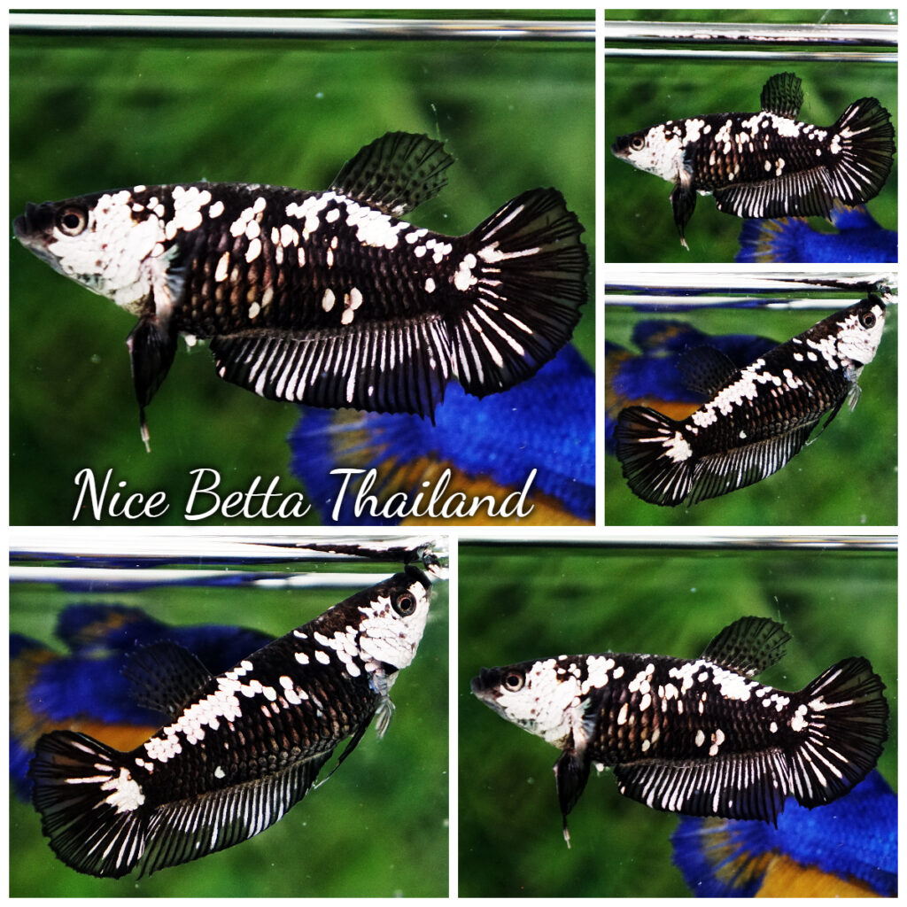 Samurai betta fish for Sale - nicebettathailand.com