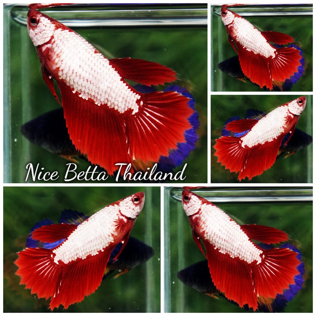 Dragon Tail Betta Fish