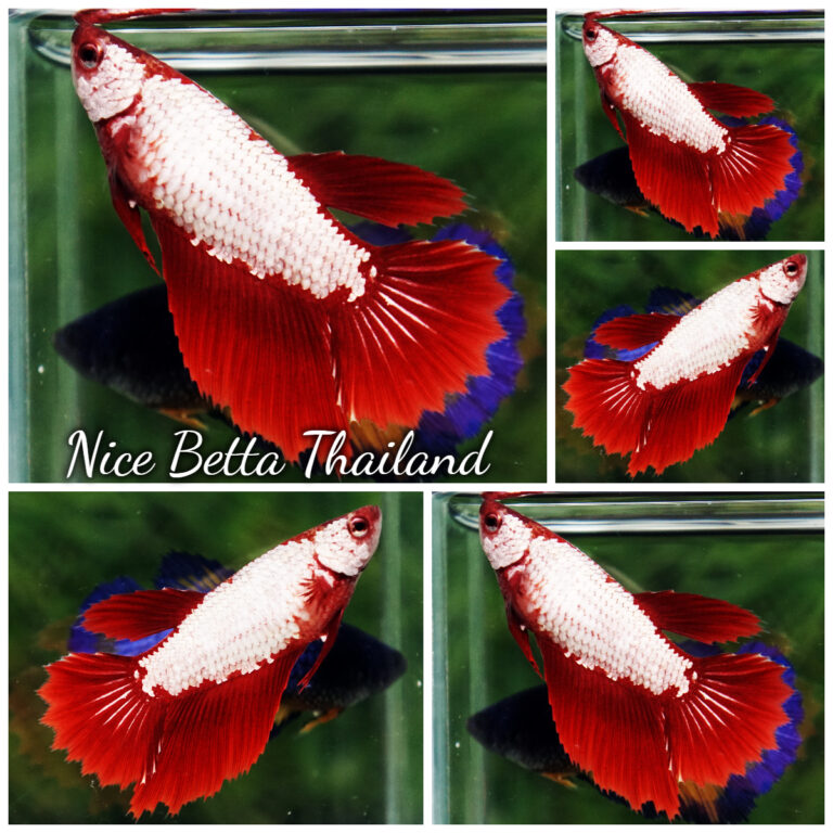 Dragon Betta Fish for Sale - nicebettathailand.com